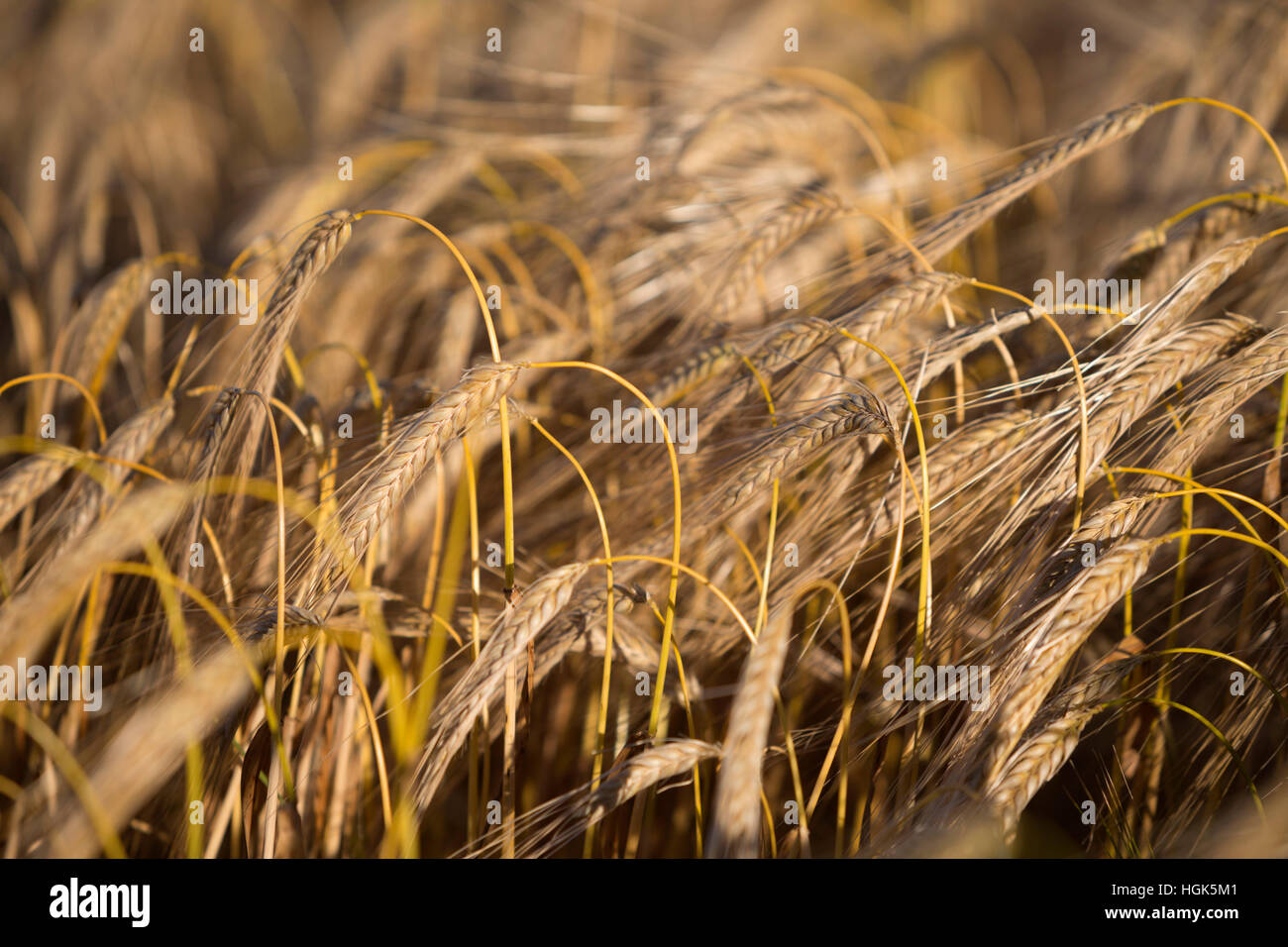 Barley farming europe hi-res stock photography and images - Alamy