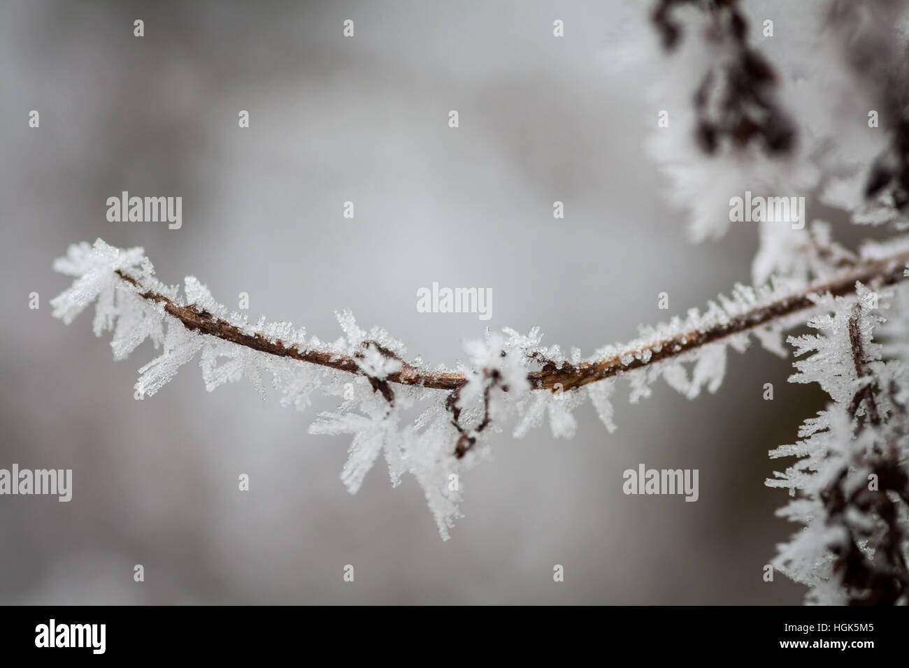 Close up image of a frozen tree branch Stock Photo - Alamy