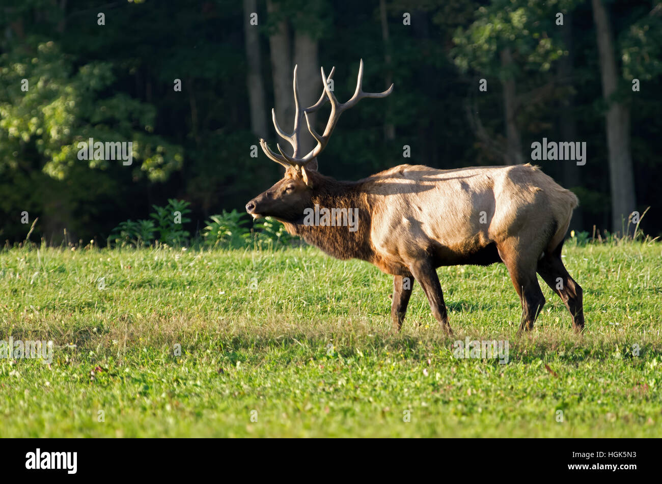 Bull elk during rut hi-res stock photography and images - Alamy