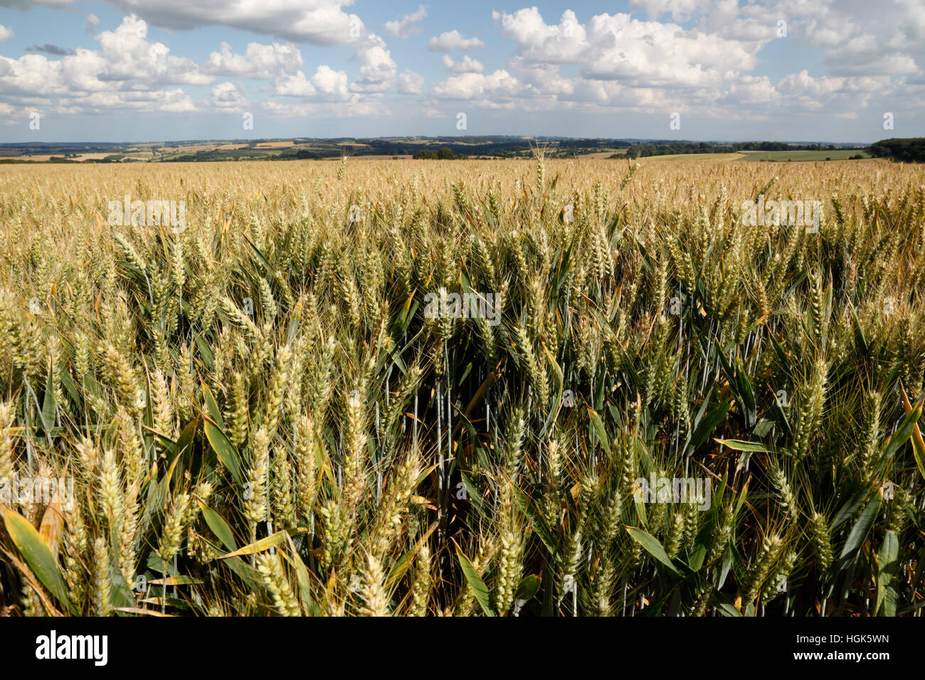 Triticale (hybrid of wheat and rye) ripening in field, Gloucestershire ...