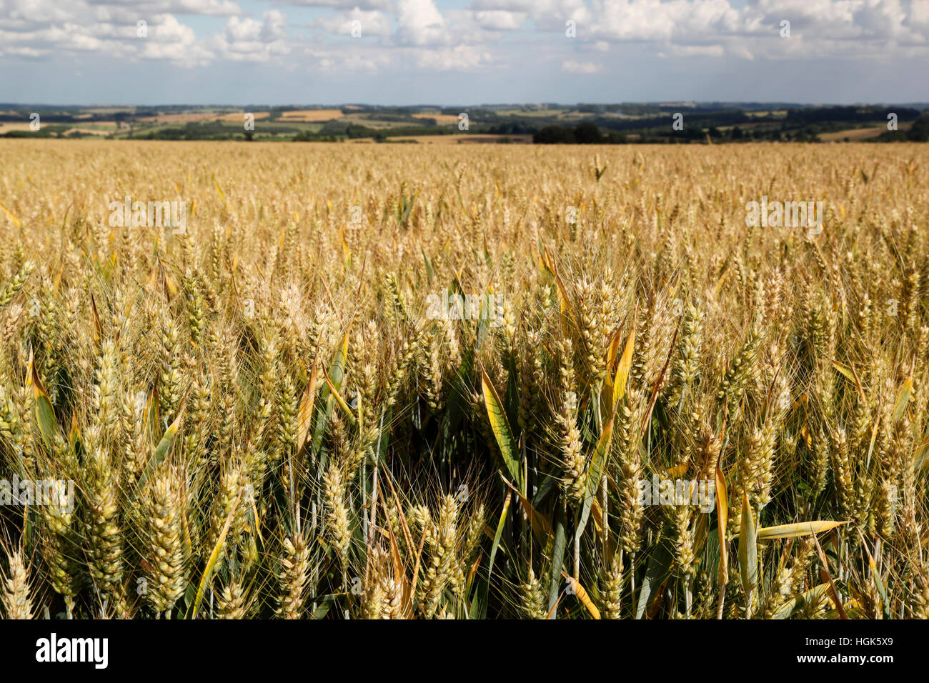 Triticale hi-res stock photography and images - Alamy
