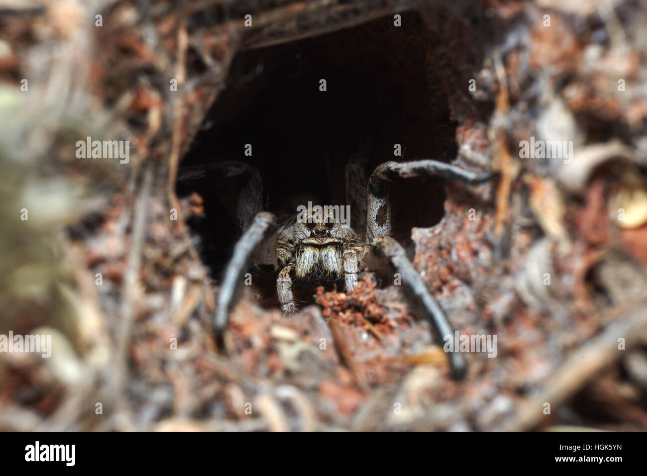 Lycosa tarentula hi-res stock photography and images - Alamy