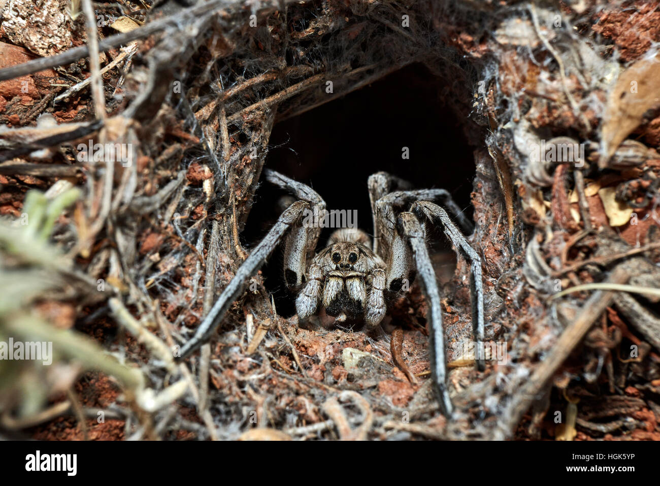 Lycosa tarentula fasciventris hi-res stock photography and images - Alamy