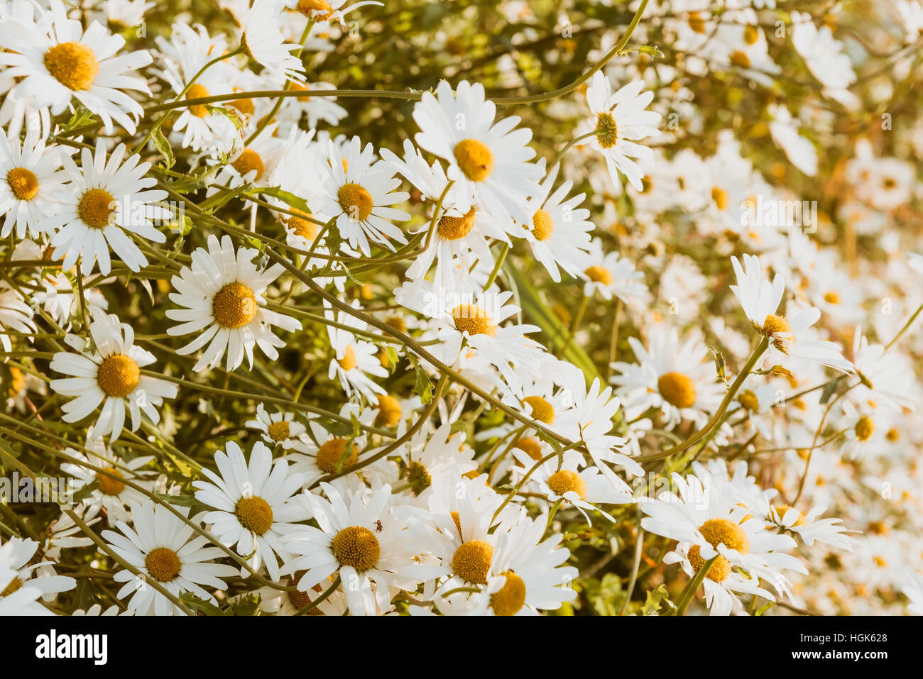White Chamomile spring background Stock Photo - Alamy