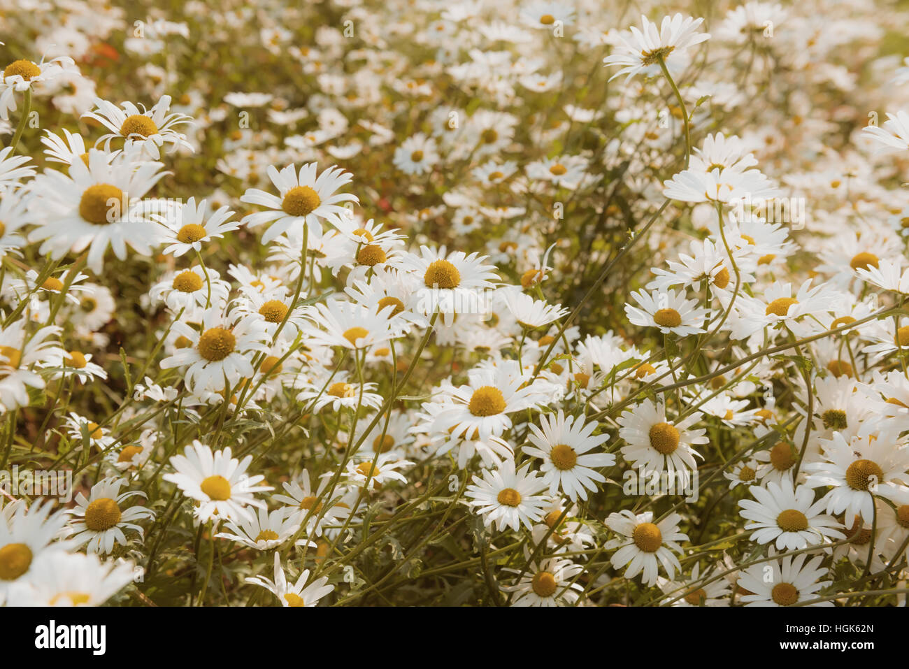 White Chamomile spring background Stock Photo - Alamy