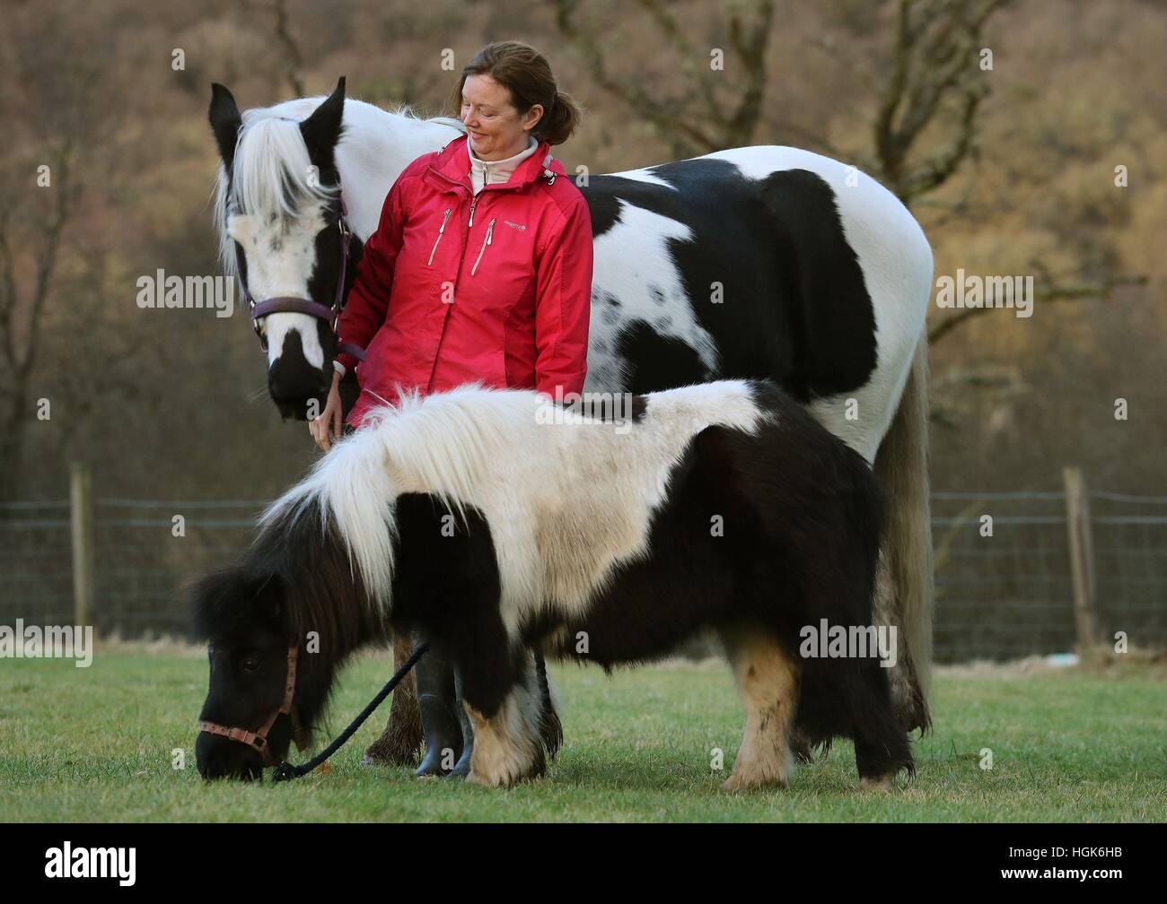 Nemo, a Shetland pony, rescued by the Scottish Fire and Rescue Service ...