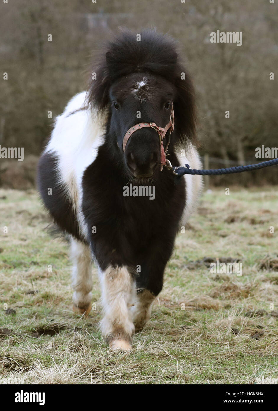 Nemo, a Shetland pony, rescued by the Scottish Fire and Rescue Service ...