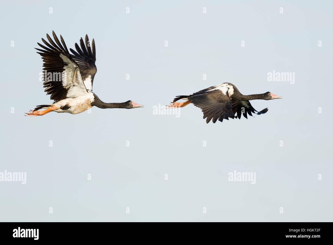 Magpie Goose - in flight Anseranas semipalmata Kakadu National Park ...