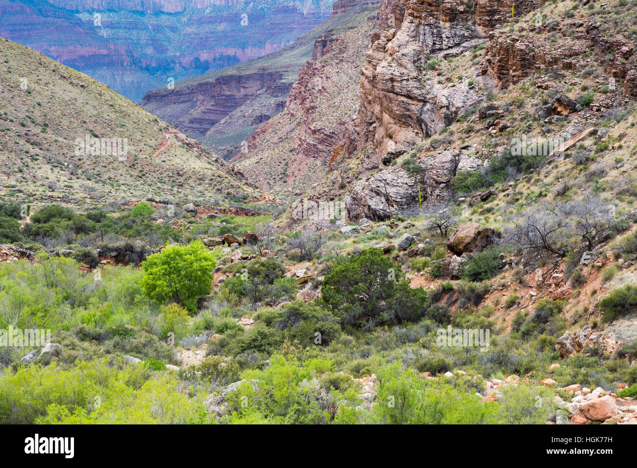 Bright Angel Shale and Tapeats Sandstone in front of the Redwall ...