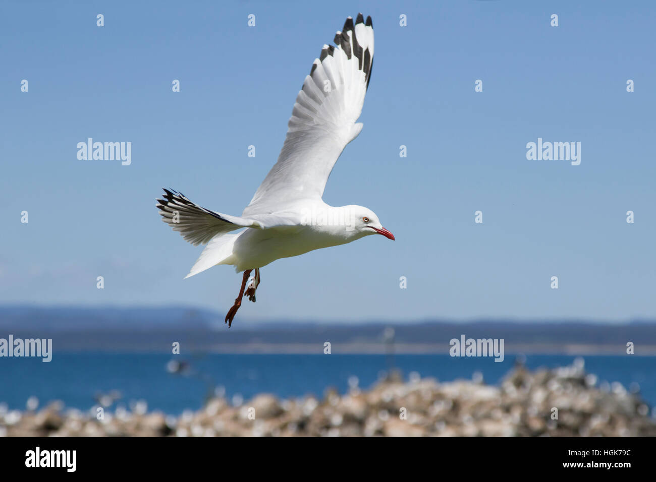 Silver Gull - in flight Chroicocephalus novaehollandiae Tasmania ...