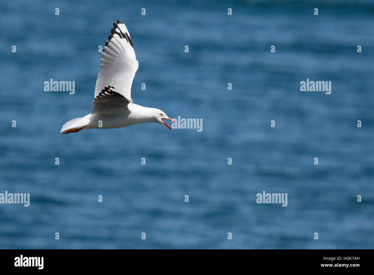 Australian Silver Gulls Flying High Resolution Stock Photography and ...