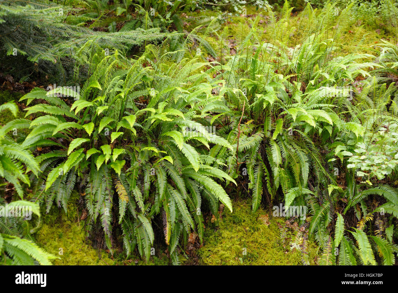 Hard fern hi-res stock photography and images - Alamy