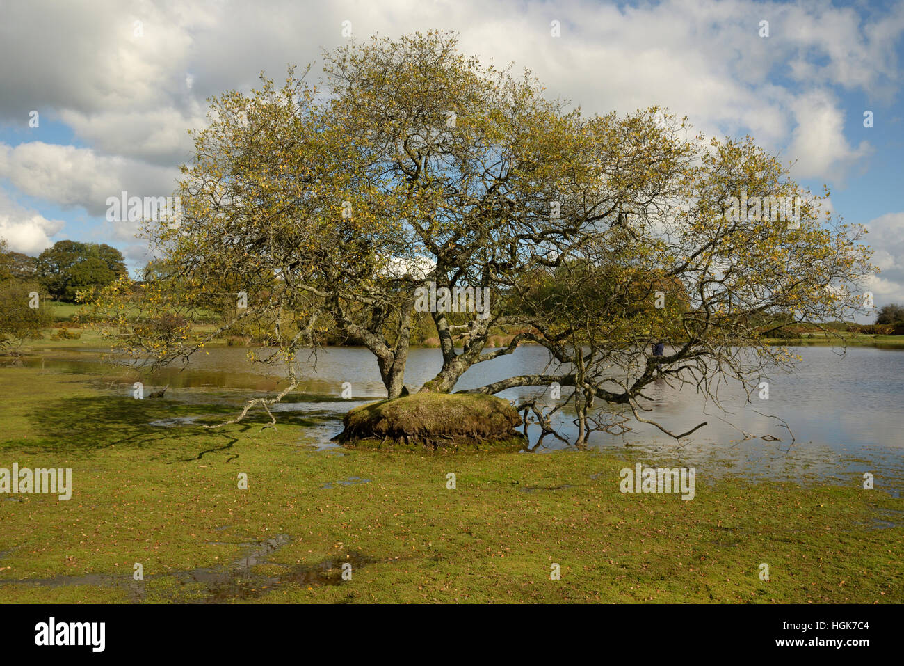 Brechfa hi-res stock photography and images - Alamy