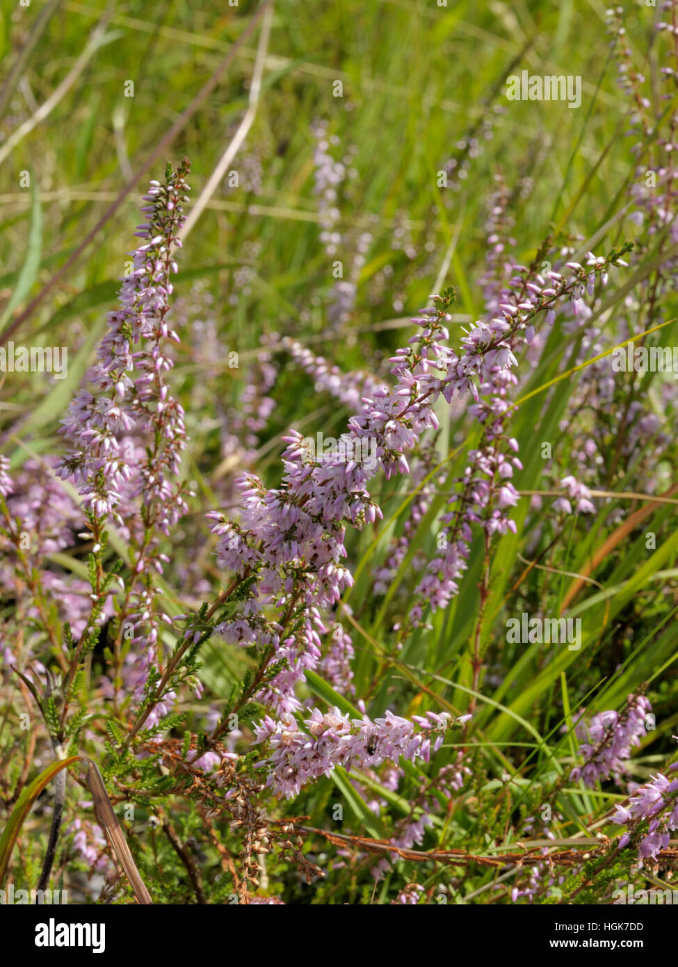Ling moorland hi-res stock photography and images - Alamy