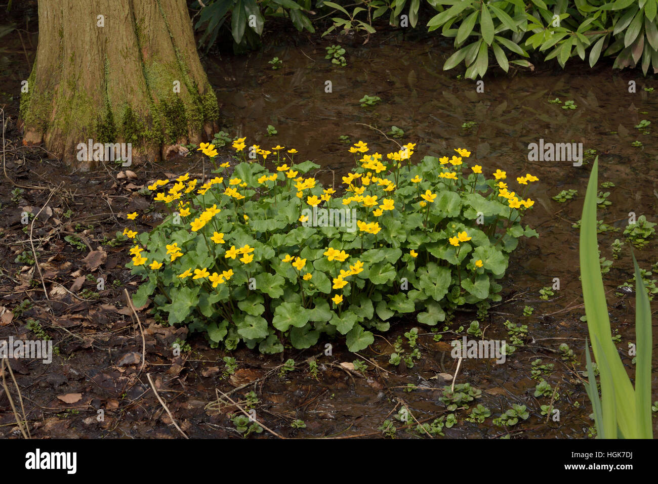 Marsh-marigold, Caltha palustris Stock Photo - Alamy