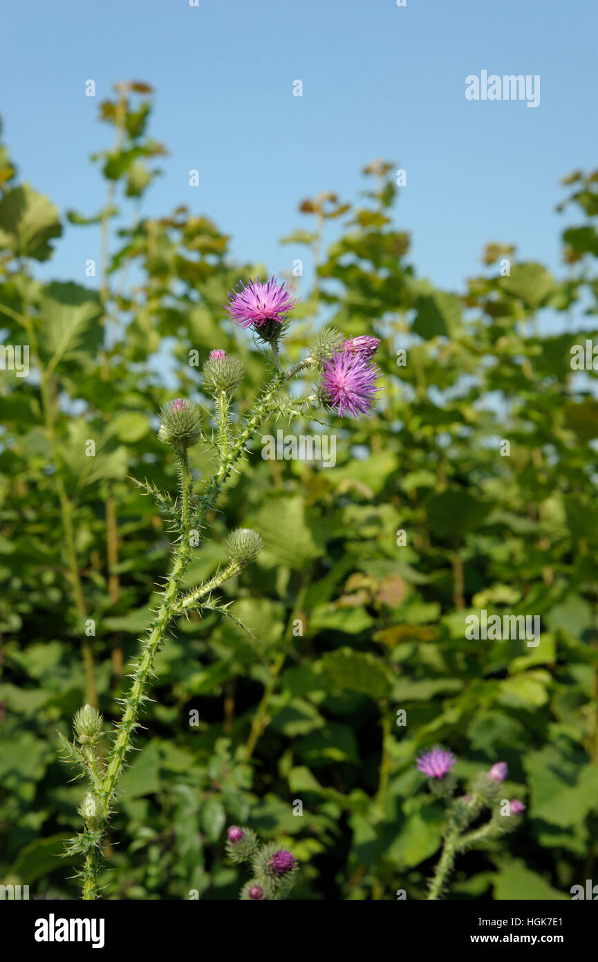 Welted thistle hi-res stock photography and images - Alamy