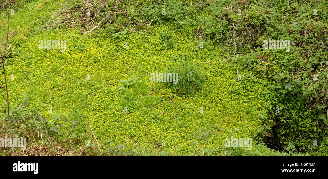 Opposite-leaved Golden-saxifrage, Chrysosplenium oppositifolium Stock ...