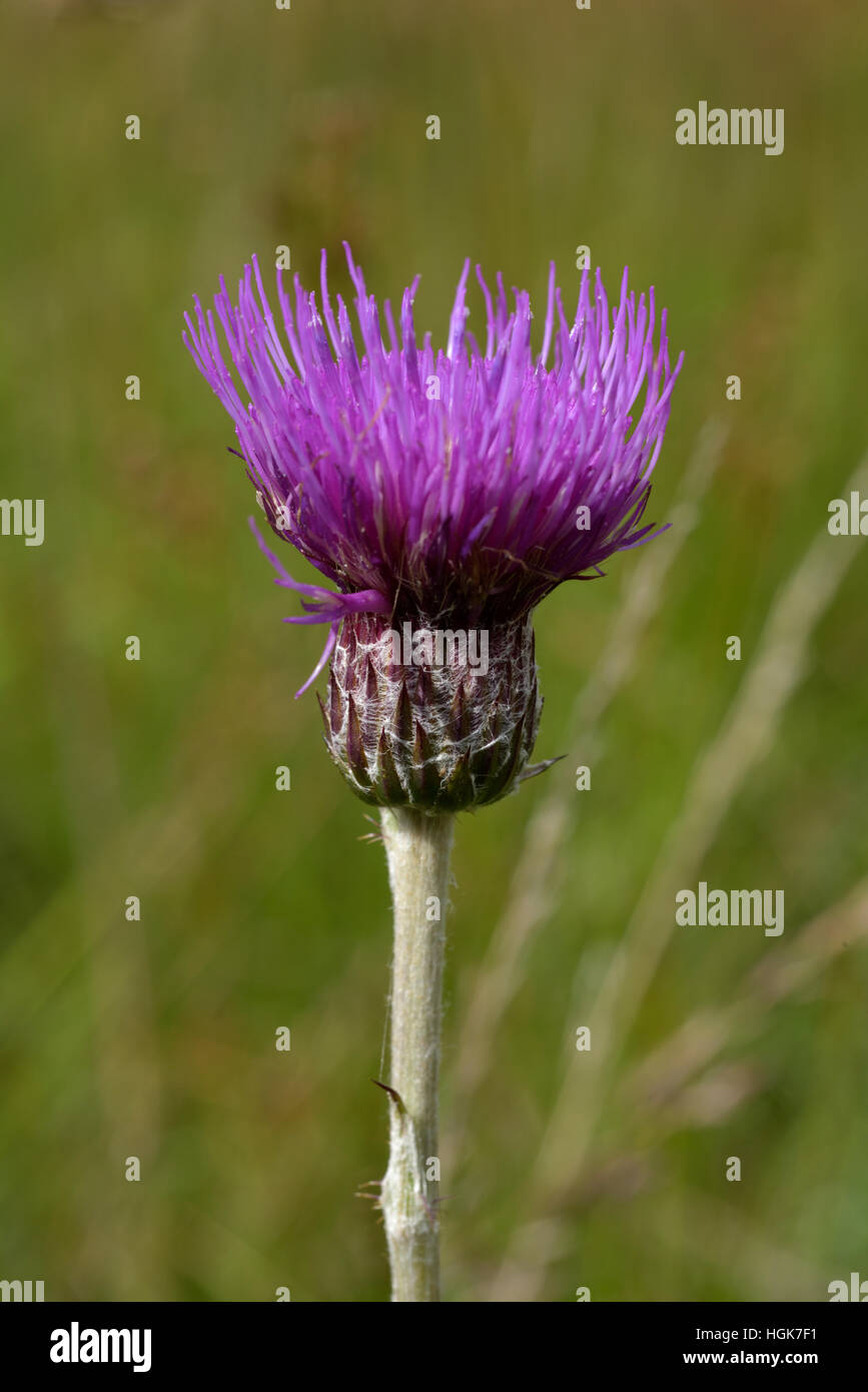 Purple cirsium hi-res stock photography and images - Alamy