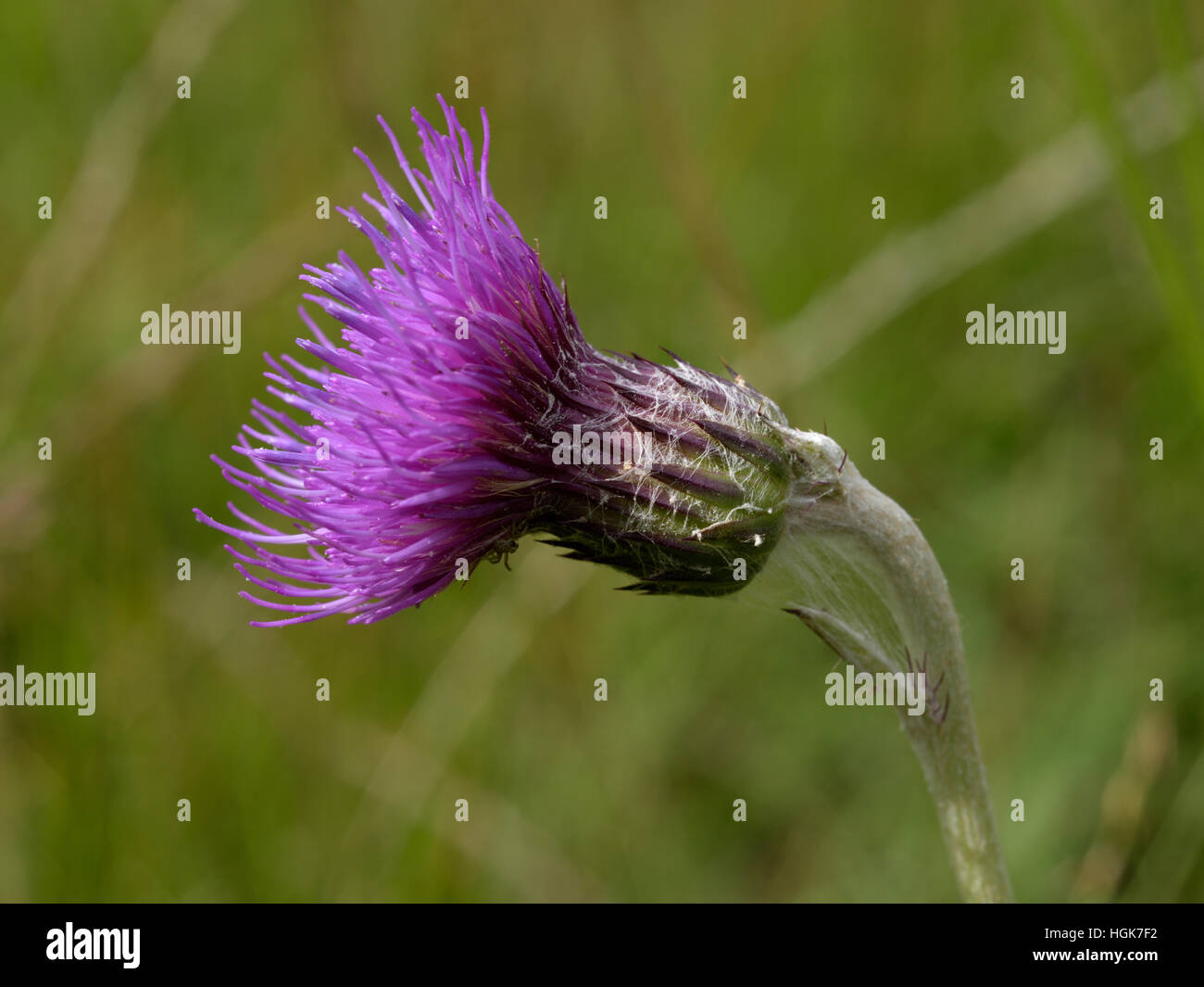Meadow thistle hi-res stock photography and images - Alamy