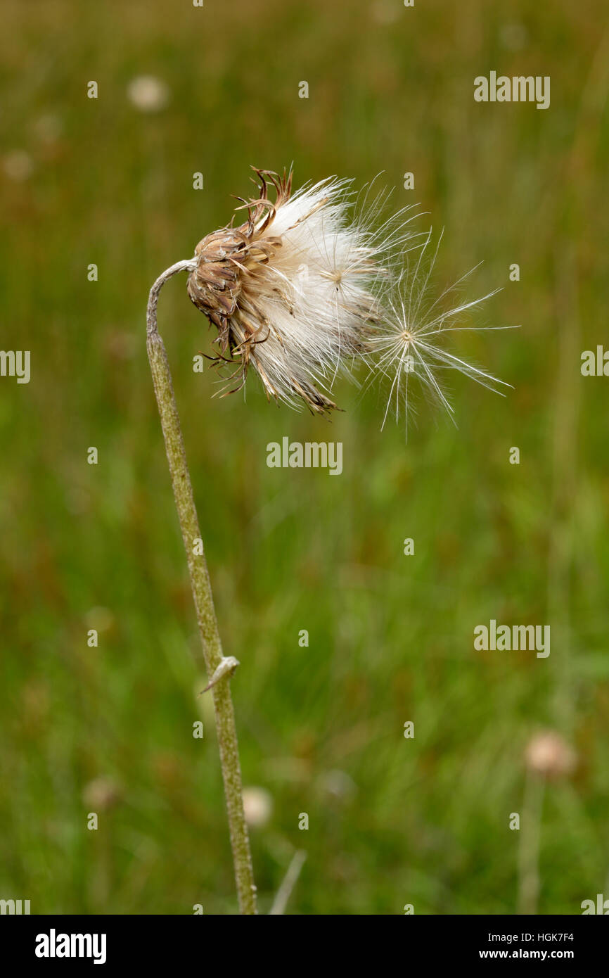 Meadow Thistle, Cirsium dissectum Seed Head Stock Photo - Alamy