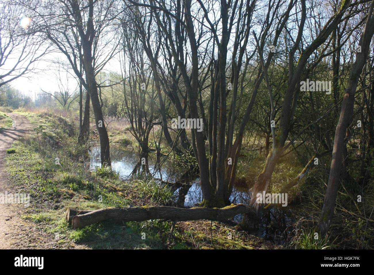 Trees in a forest Stock Photo - Alamy
