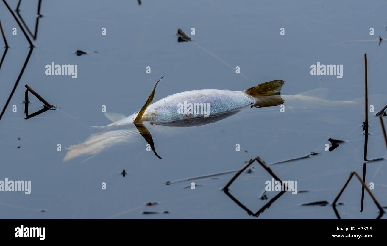 Water strider bug rests on a large dead fish carcass in lake water ...