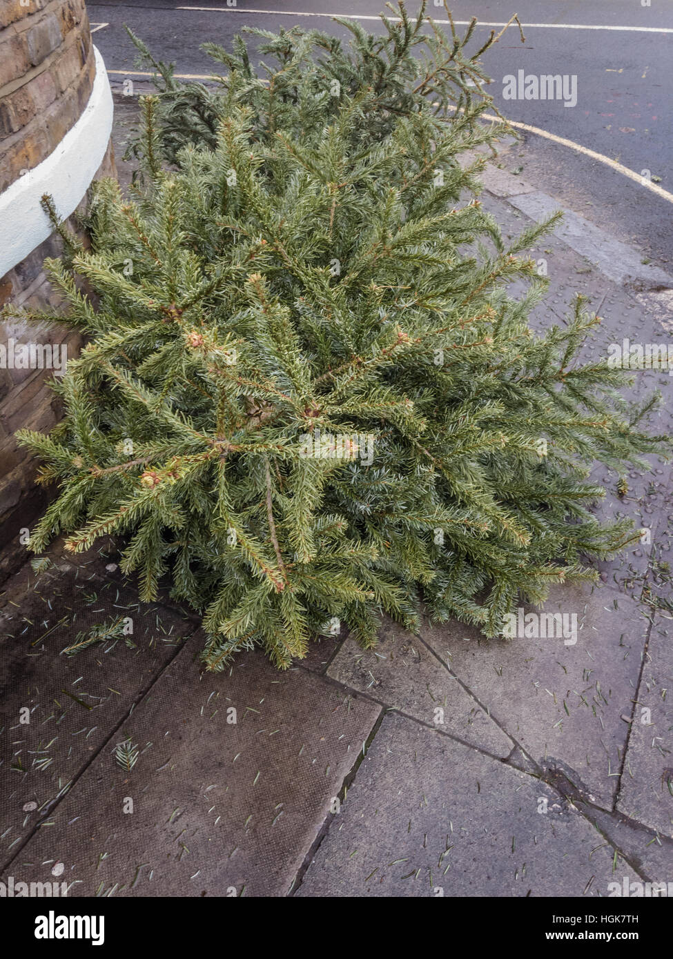 Old Christmas trees discarded after Christmas, ready for collection ...