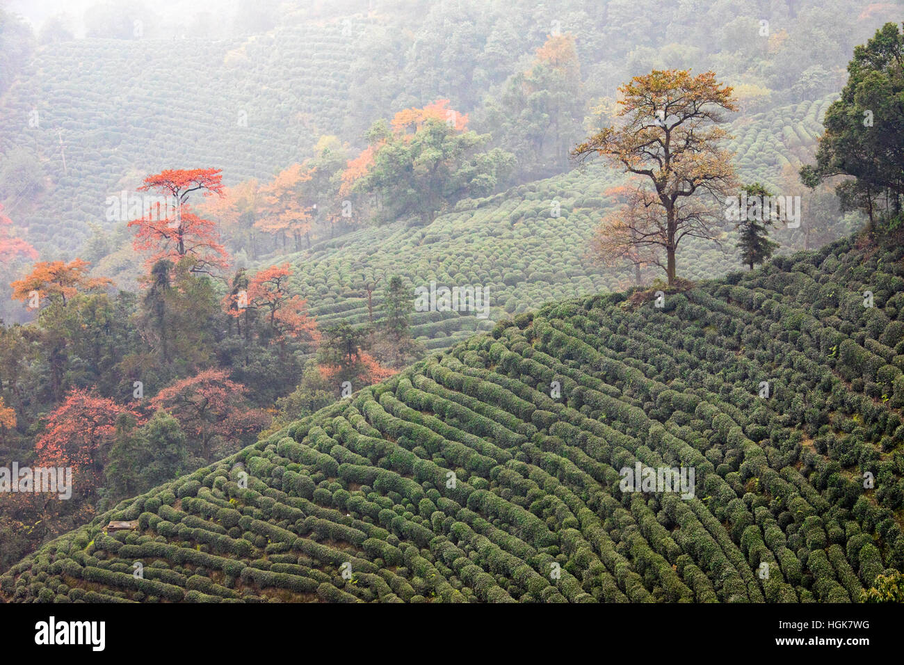 Tea fields asia hi-res stock photography and images - Alamy