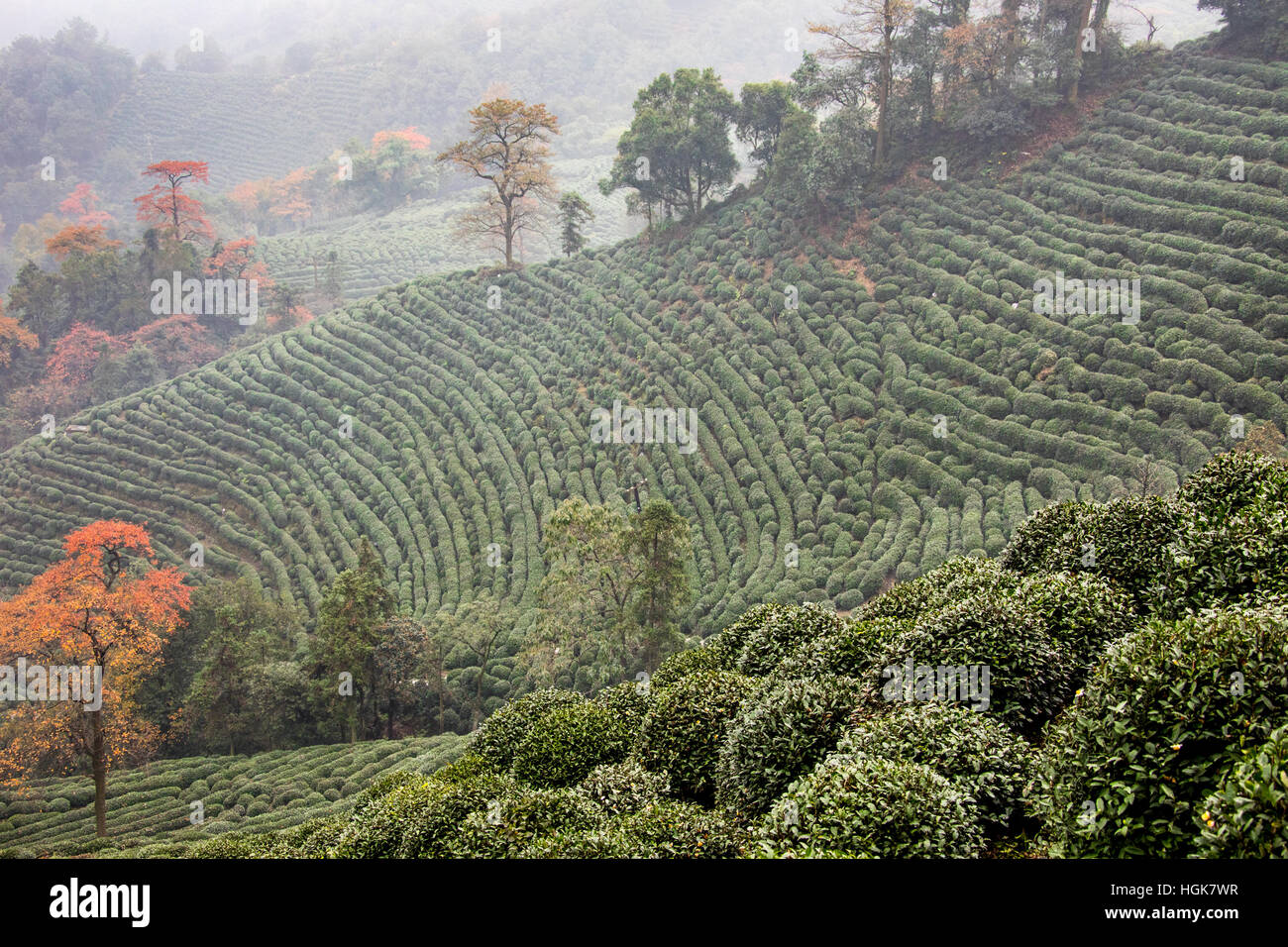 Hangzhou tea hi-res stock photography and images - Alamy