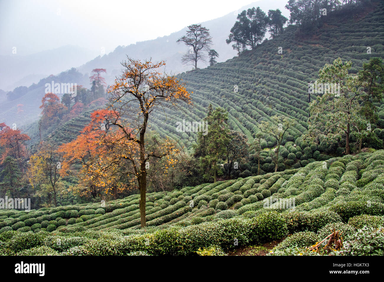 Longjing tea fields, Hangzhou, China Stock Photo - Alamy