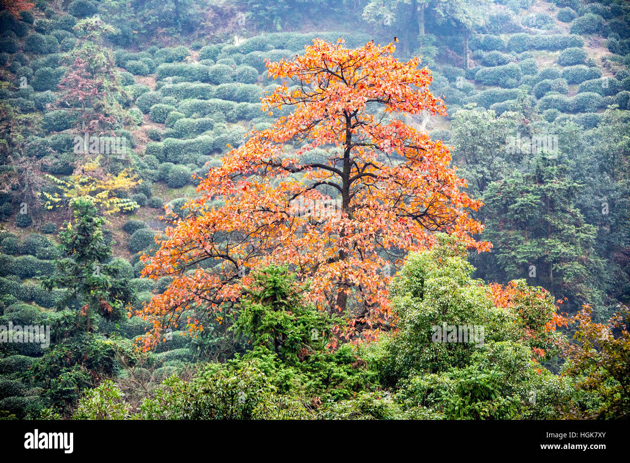 Longjing tea fields, Hangzhou, China Stock Photo - Alamy