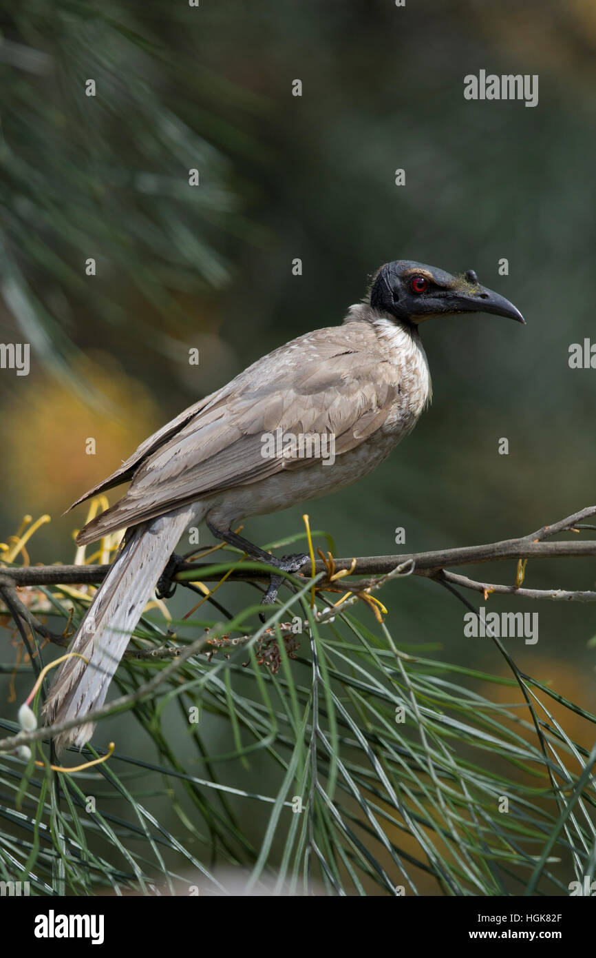 Australian friar bird hi-res stock photography and images - Alamy
