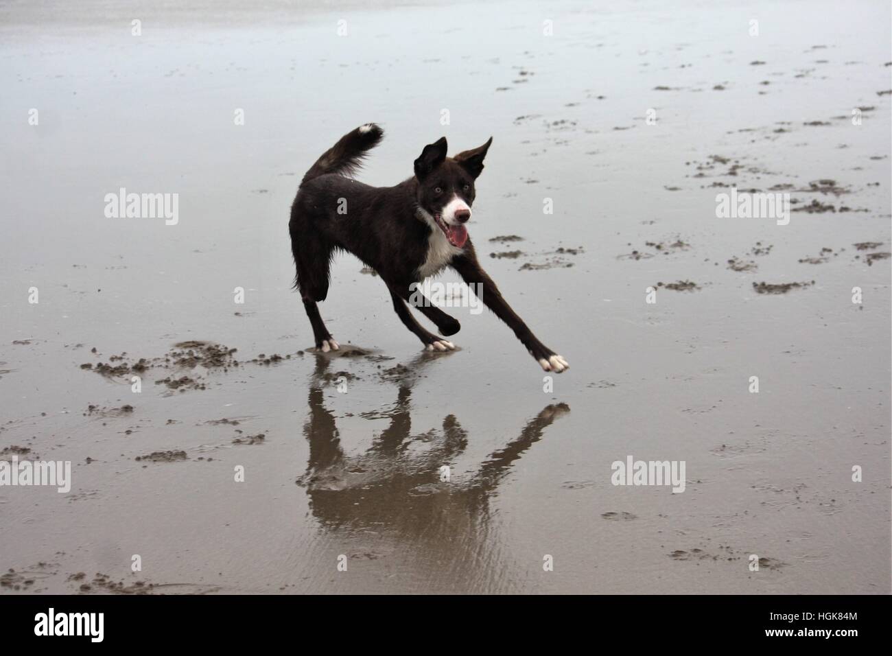 Smooth coated collie hi-res stock photography and images - Alamy