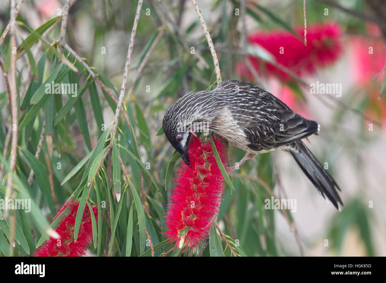 Australian wattle flower hi-res stock photography and images - Alamy