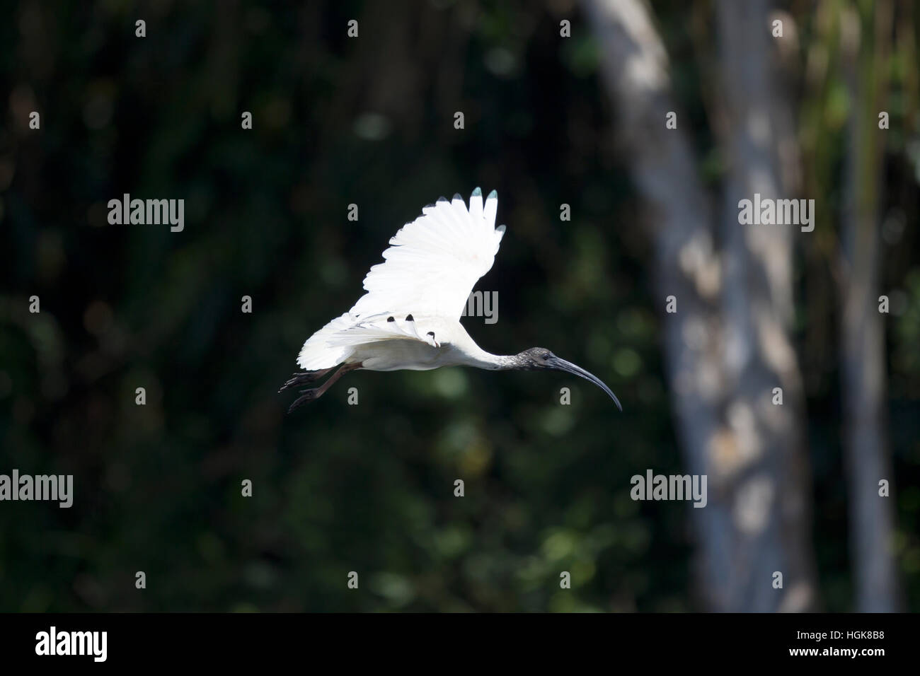 Australian White Ibis - in flight Threskiornis moluccus Cairns ...