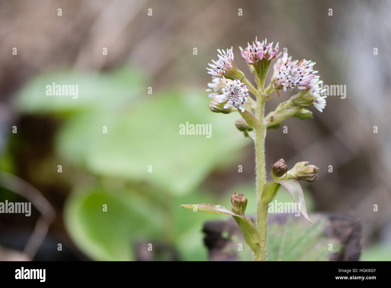 Winter heliotrope (Petasites fragrans) plant in flower. A female ...