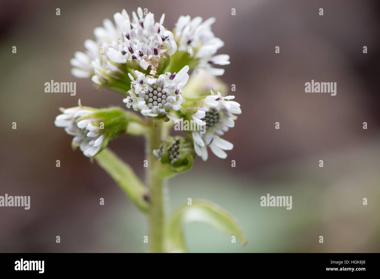 Winter heliotrope (Petasites fragrans) flower head. A female invasive ...