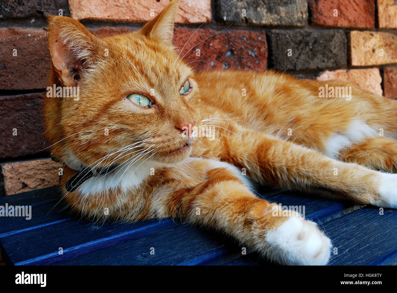 Cat media hi-res stock photography and images - Alamy