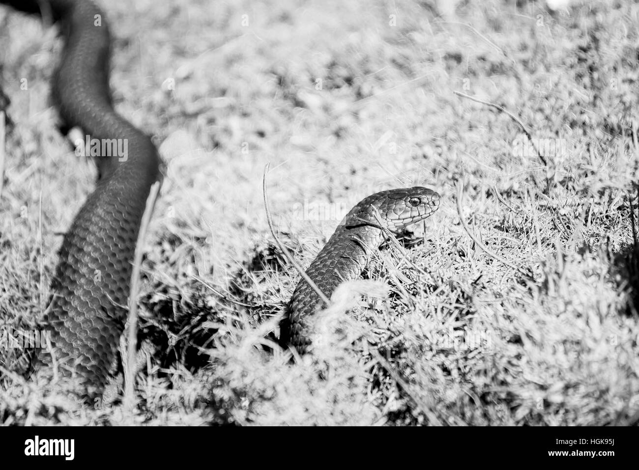 Snake in B&W Stock Photo - Alamy