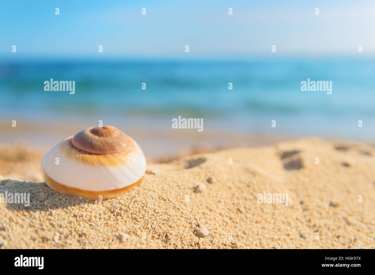 Shell at the beach in front of the sea Stock Photo - Alamy