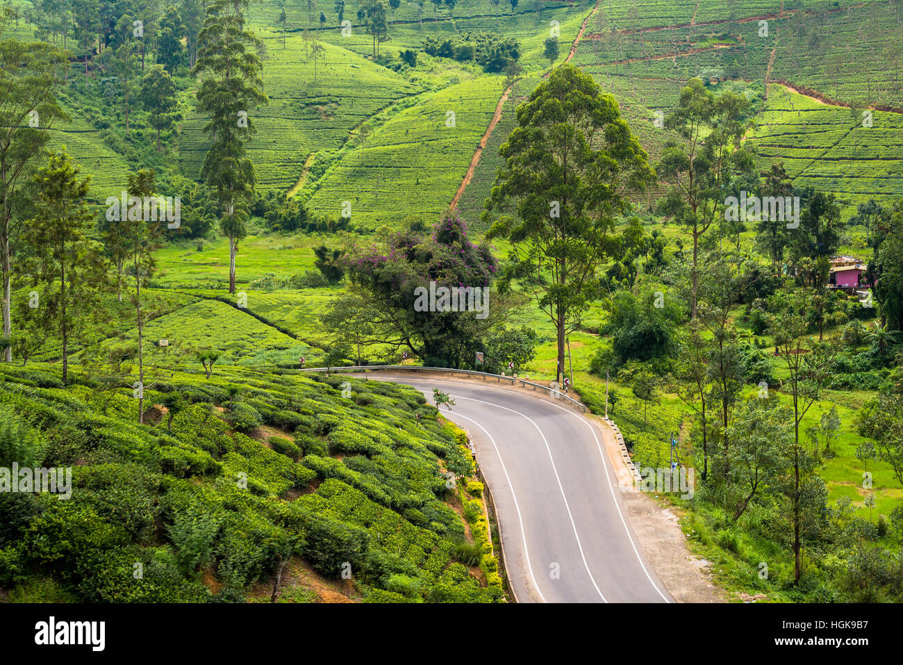 Road into Tea Fields Stock Photo - Alamy