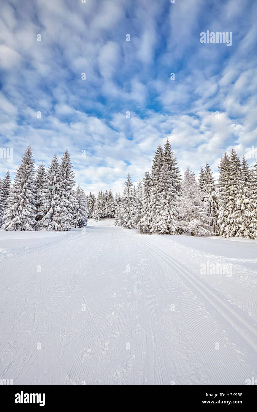 Wallpaper of forest hi-res stock photography and images - Alamy