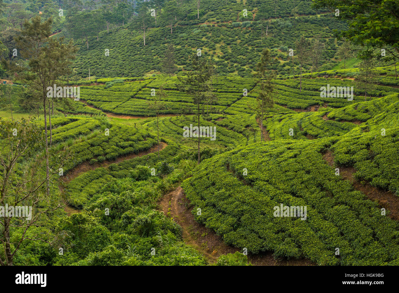 Tea Fields High Resolution Stock Photography and Images - Alamy