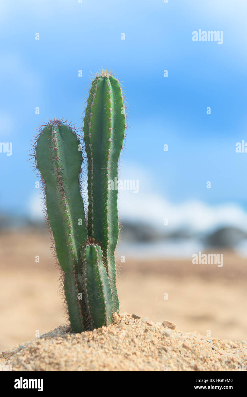 Beach cactus hi-res stock photography and images - Alamy