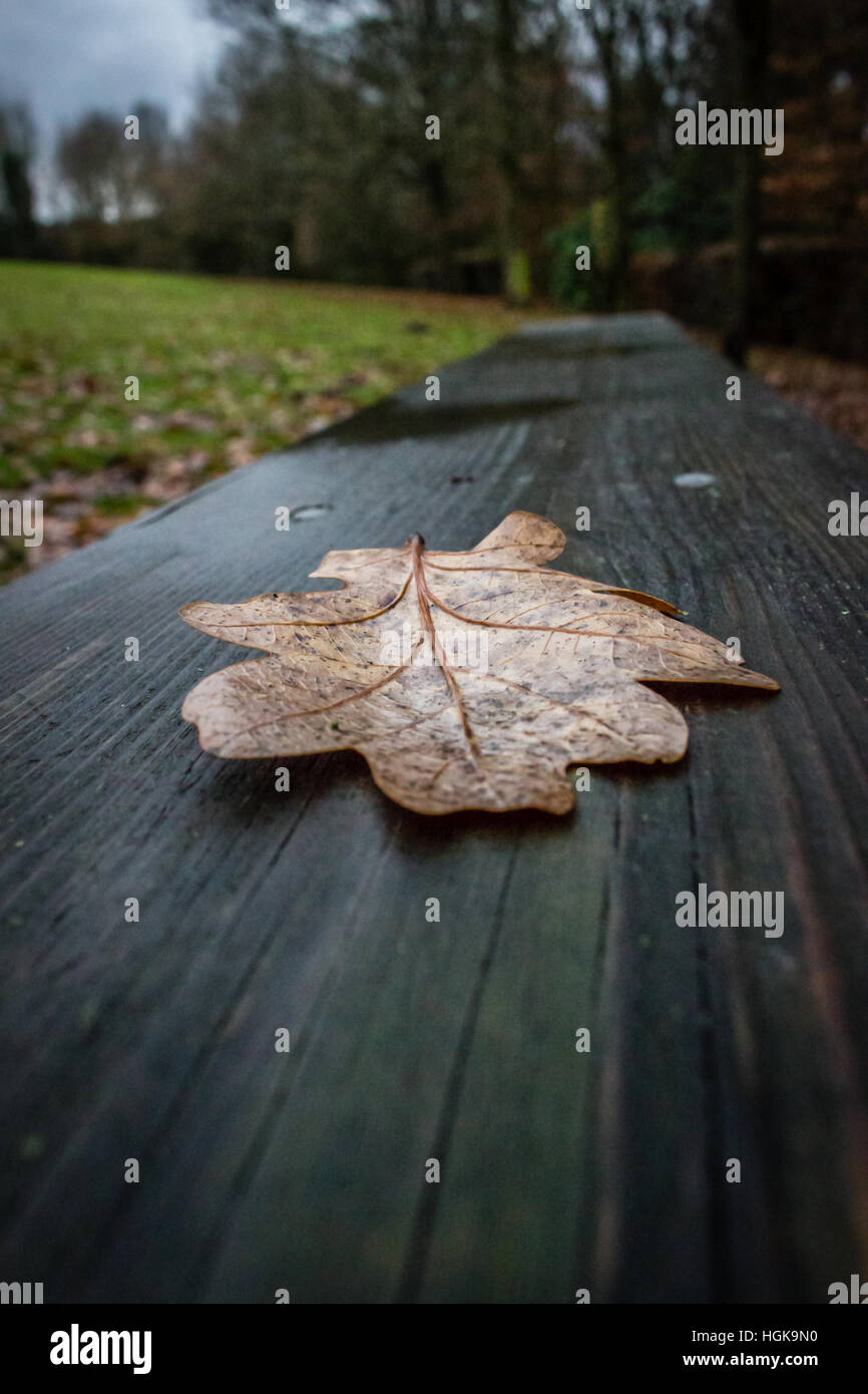 Single autumn leaf on a wooden bench Stock Photo - Alamy