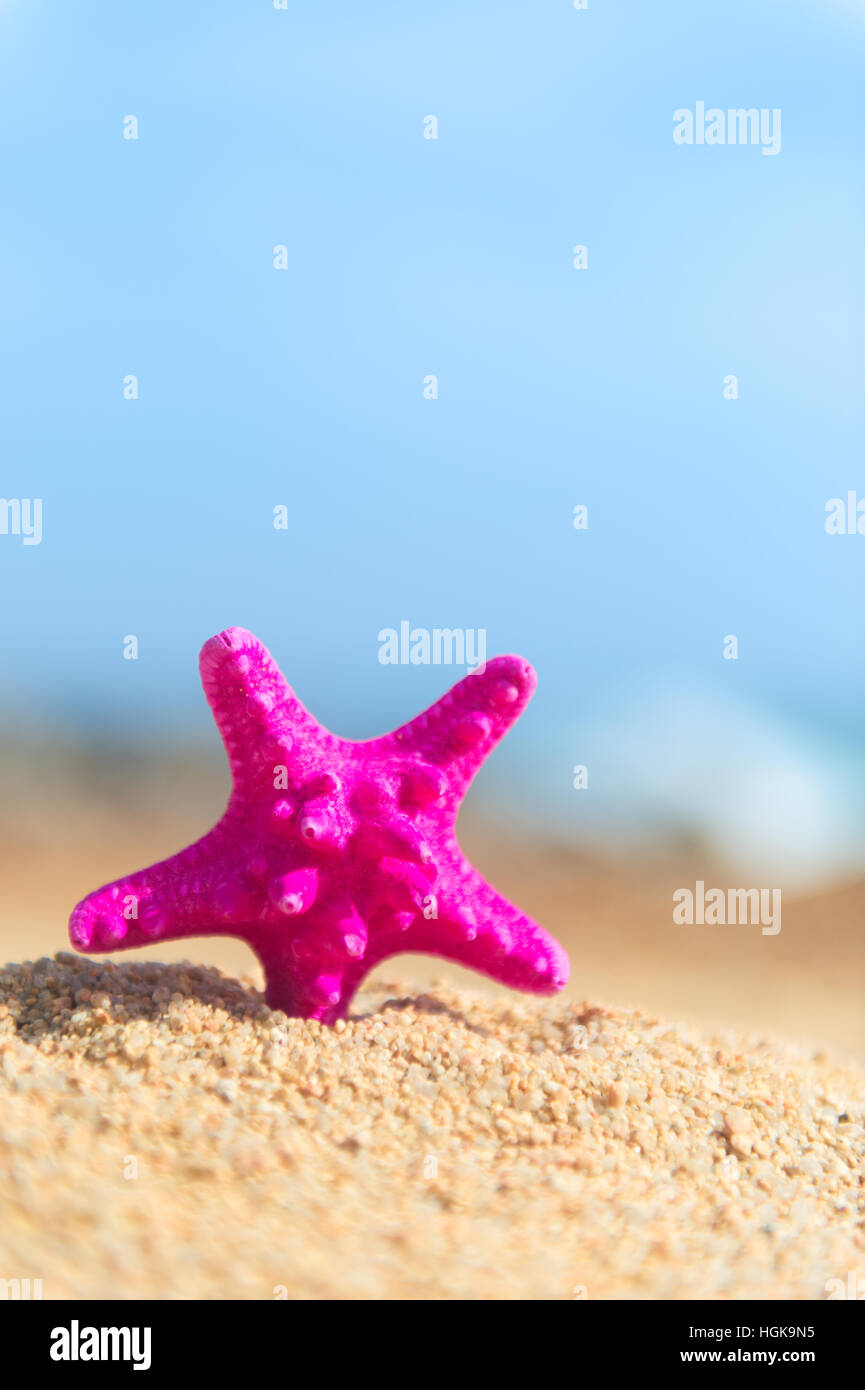 Pink starfish standing at the beach Stock Photo - Alamy