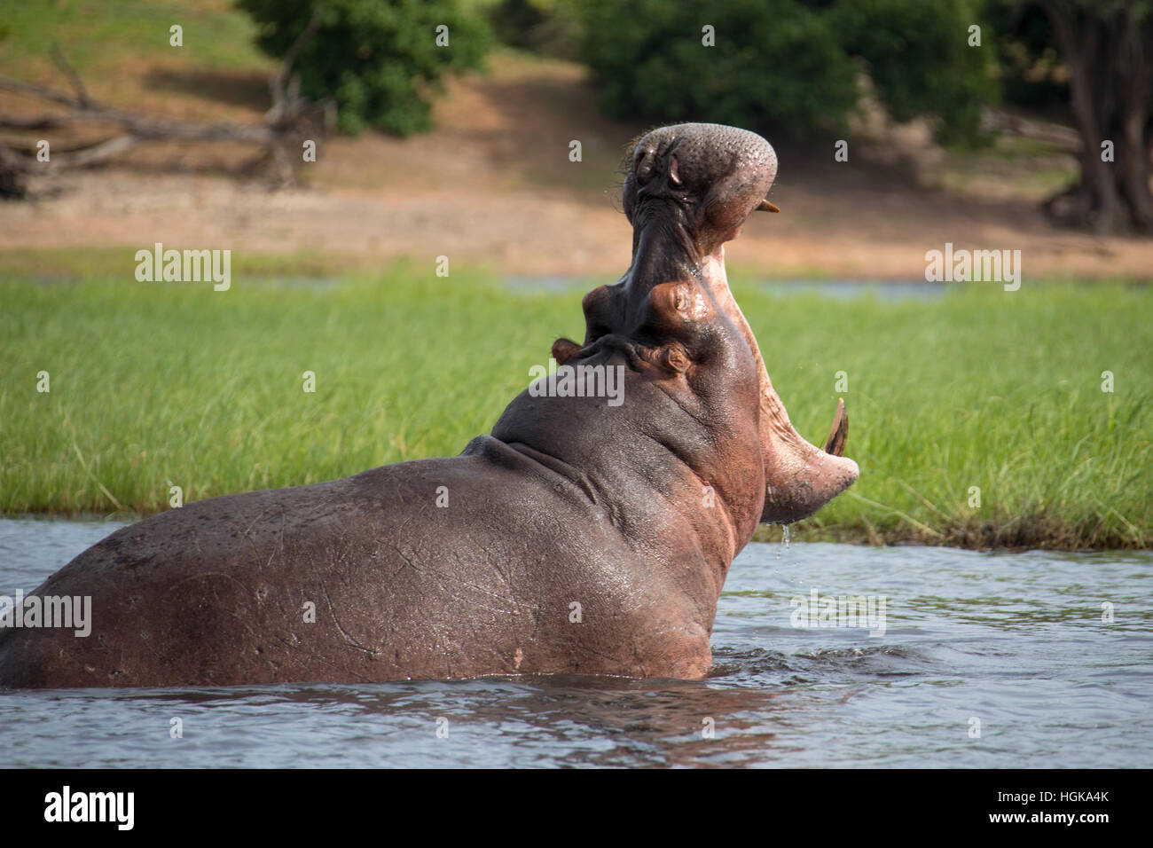 Hippo, Chobe National Park, Botswana, Africa Stock Photo - Alamy