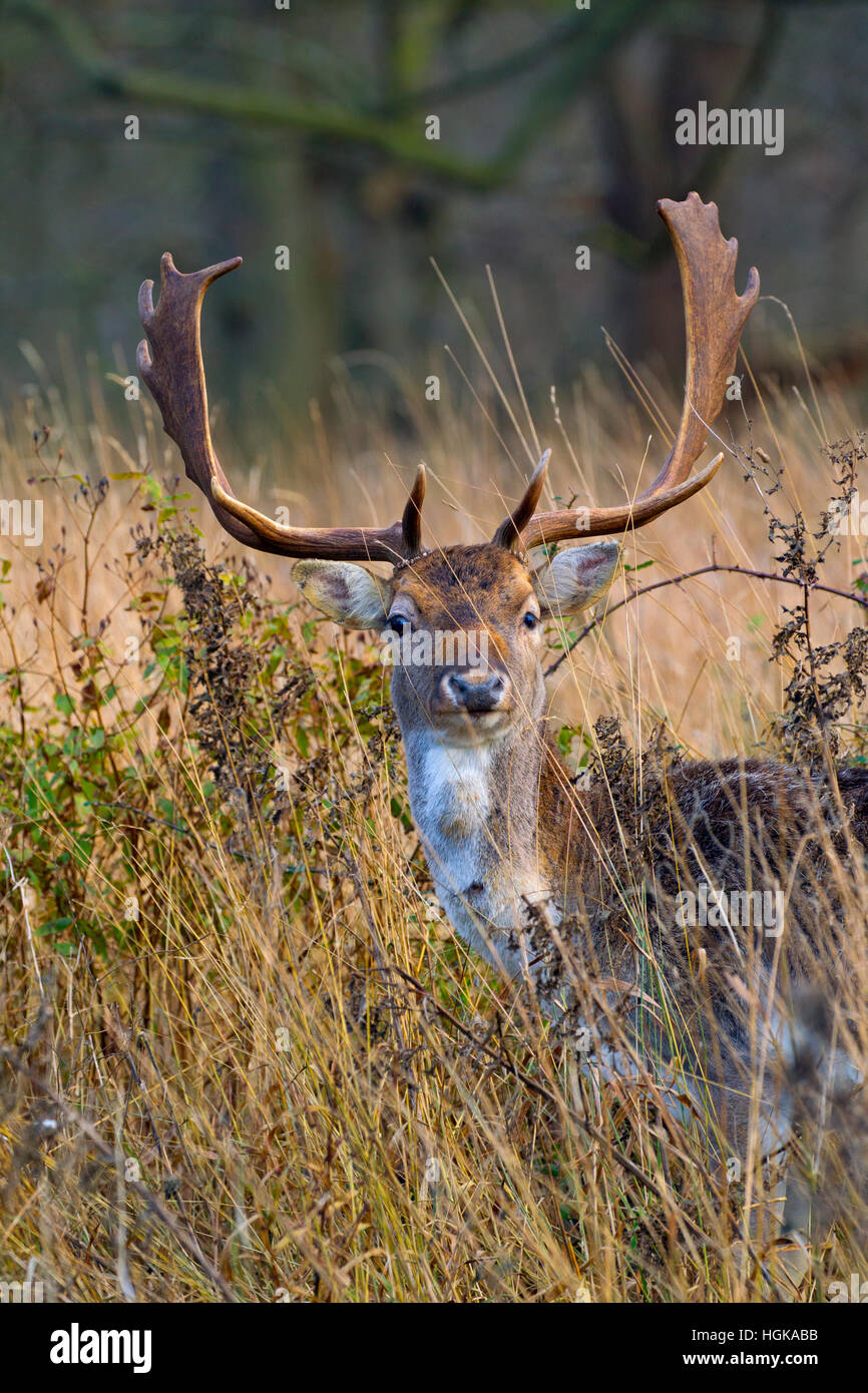 Common deer family forest hi-res stock photography and images - Alamy