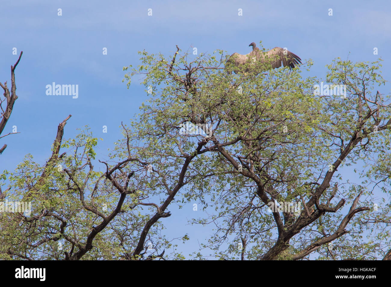 National bird of botswana hi-res stock photography and images - Alamy