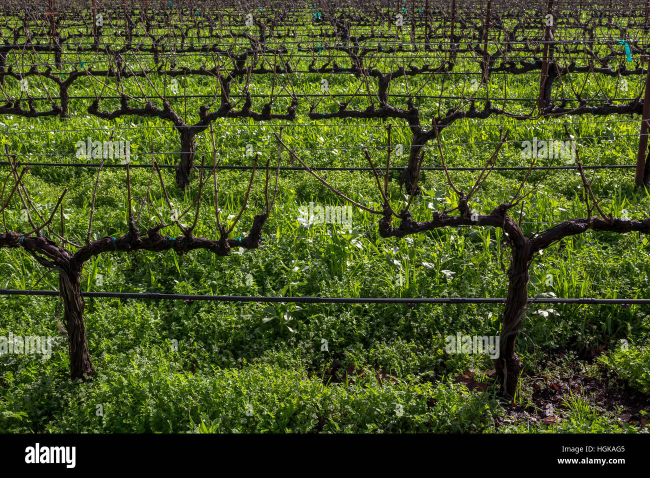 Vineyard, viewed from, Cliff Lede Vineyards, Yountville, Stags Leap ...